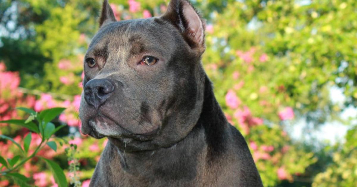 Why has the United Kingdom decided to ban the American XL Bully breed?