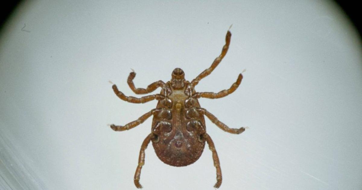 Los CDC alertan sobre el auge de una alergia potencialmente mortal a la ...