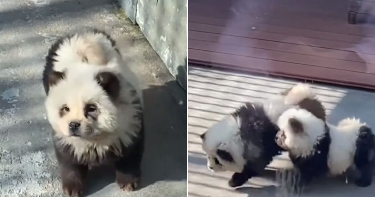Controversy in China: A zoo dyed two dogs to make them look like panda ...