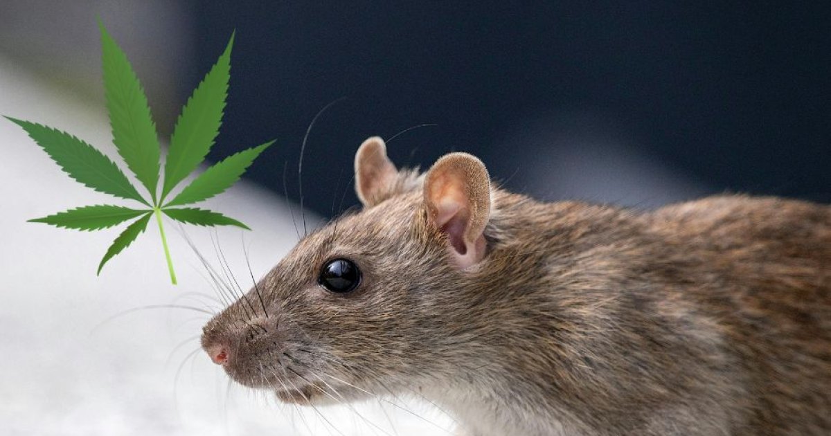 Infestations in the New Orleans Police Department: "Rats are eating our ...