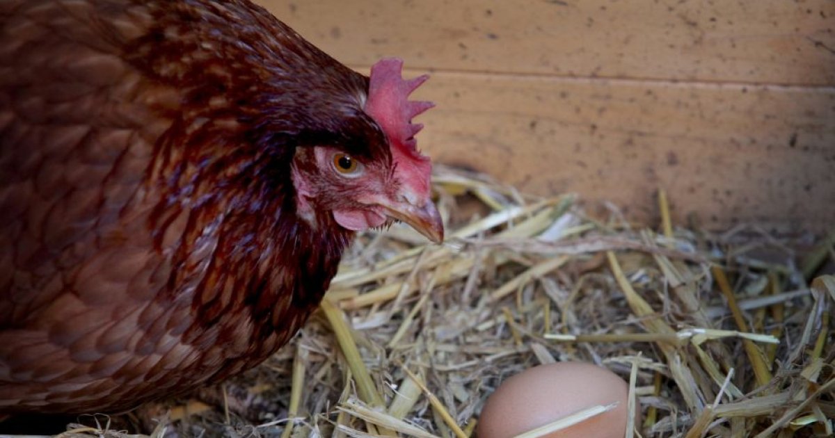 Iowa farm forced to dispose of 4.2 million chickens due to bird flu ...