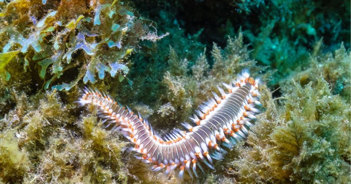 Marine worms with venomous spikes invade Texas beaches