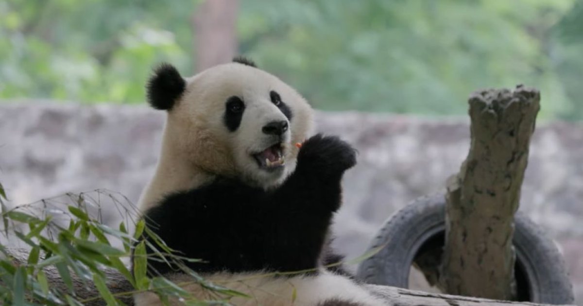 'Pandaplomacy': Chinese giant pandas Qing Bao and Bao Li land in ...