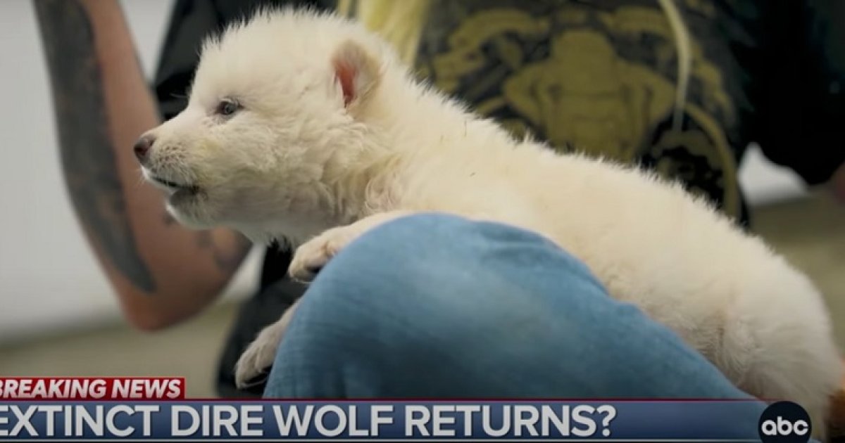 Scientists revive the great direwolf, a species extinct more than ...
