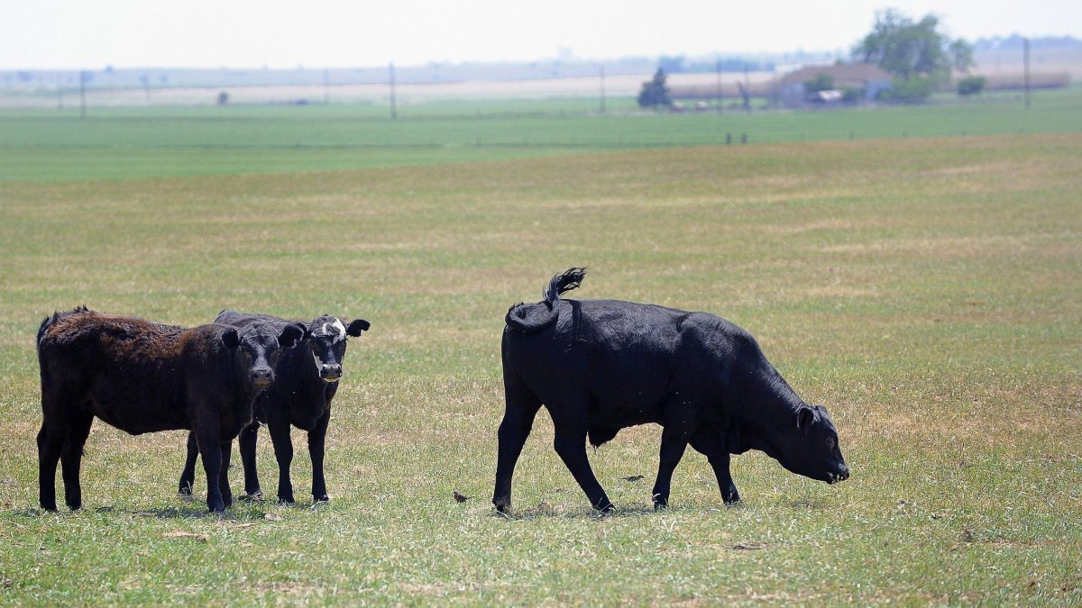 cattle ranchers tariffs