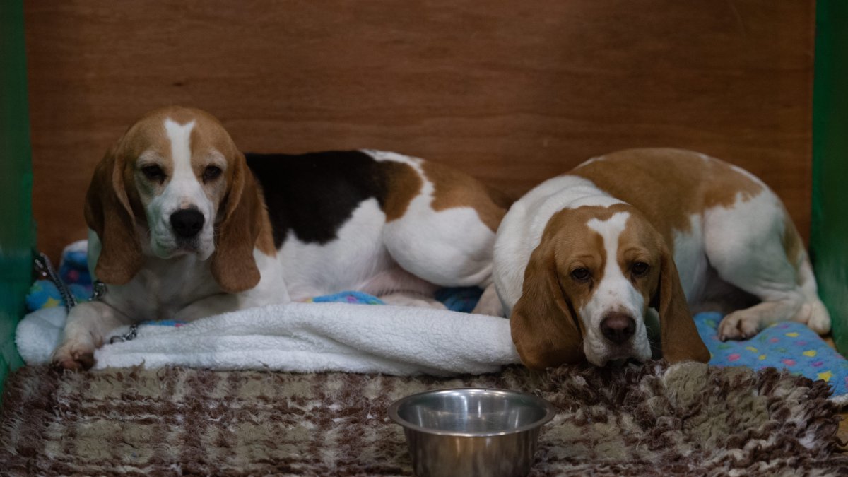 Trump administration shuts down beagle experiment labs at NIH