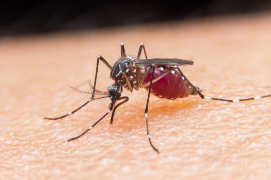World Mosquito Program: What's behind Bill Gates' farm in Colombia?