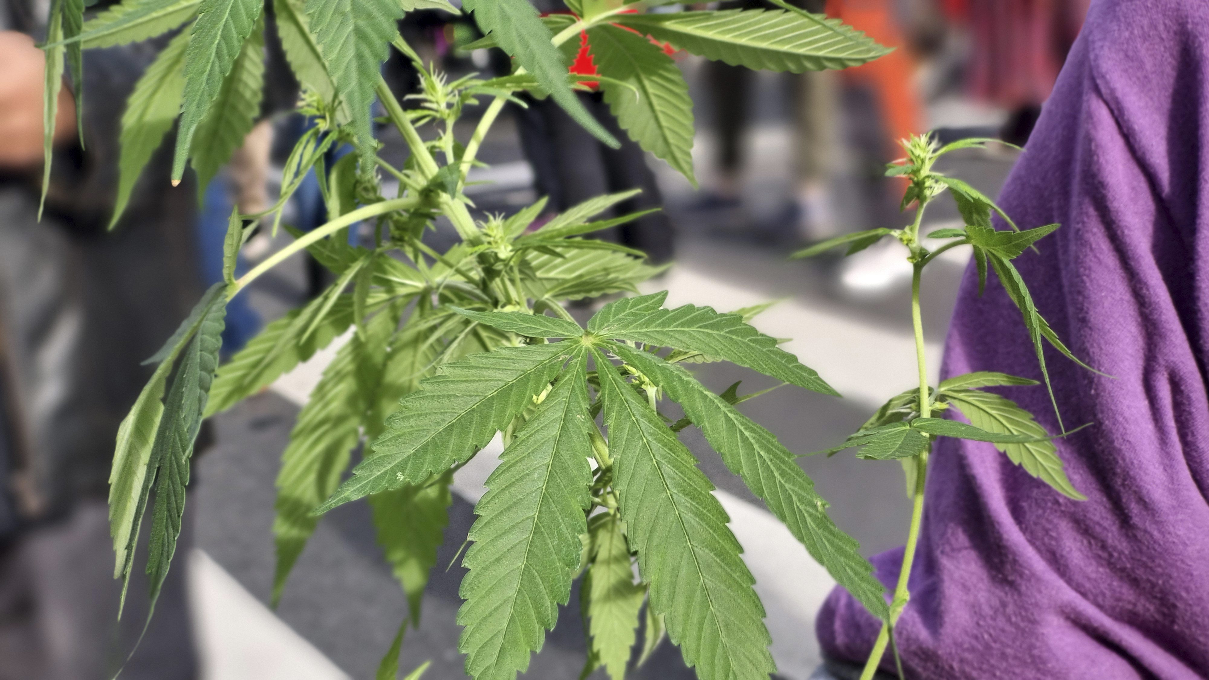 Study says there is no clear evidence that cannabis-based medicine ...